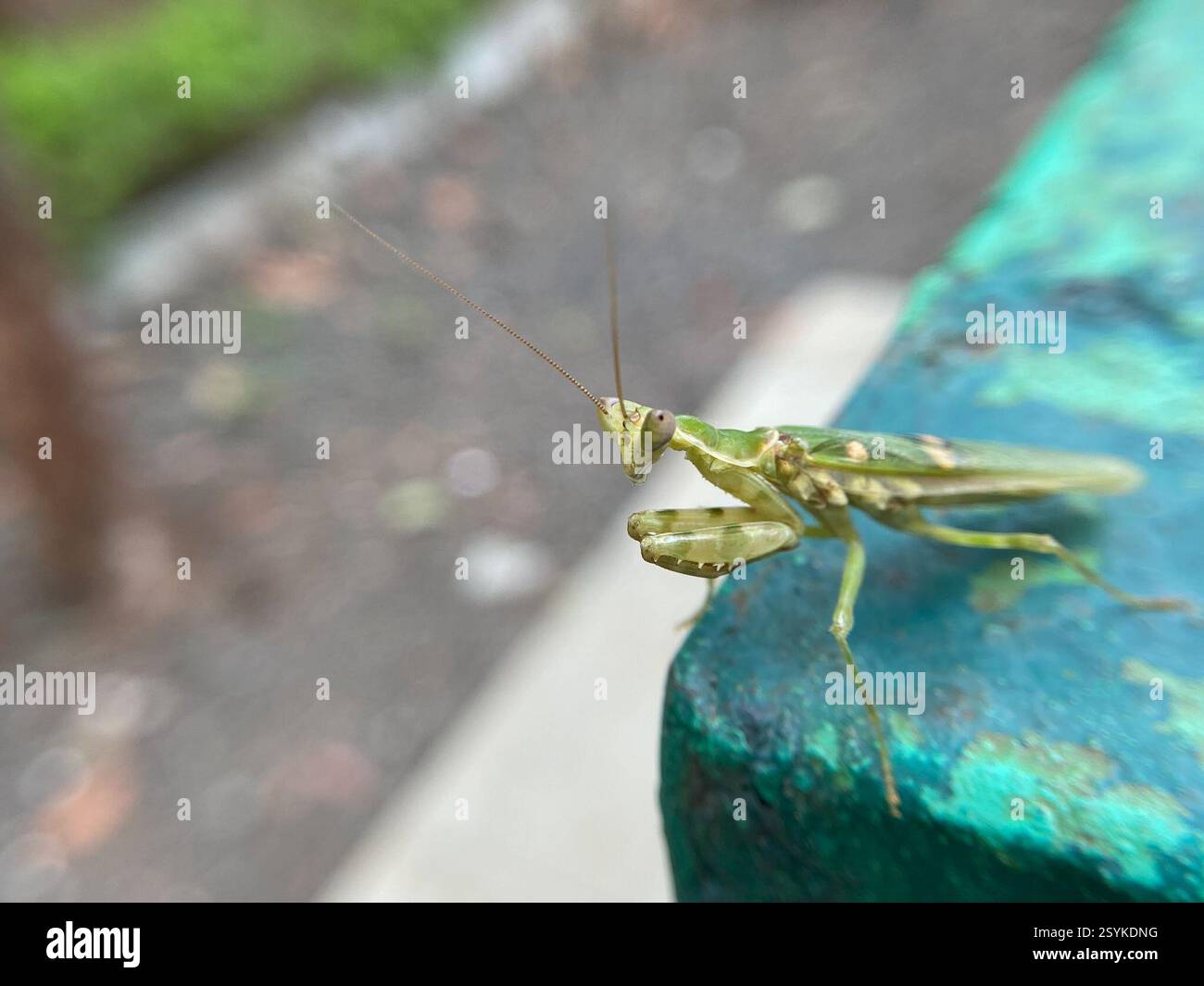 (Creobroter), Insecta, Dolvan, Tapi, GJ, IN Stock Photo - Alamy