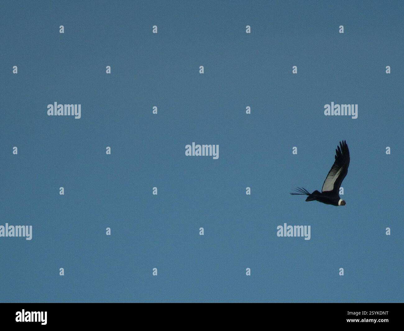 Andean Condor (Vultur gryphus), Aves, Ushuaia, AR-TF, AR Stock Photo ...