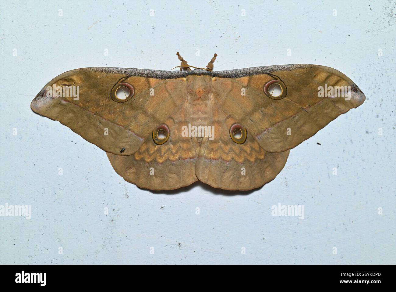 Oak Tasar Silk Moth (Antheraea frithi), Insecta, 中国江西省上饶市婺源县 Stock ...