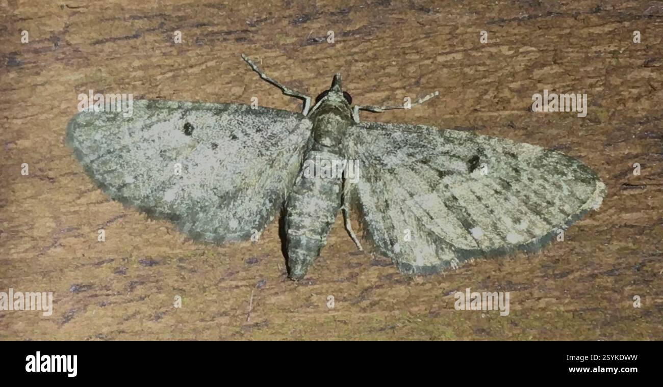 White-spotted Pug Moth (Eupithecia tripunctaria), Insecta, Grenna Lane, Truro, England, GB Stock ...