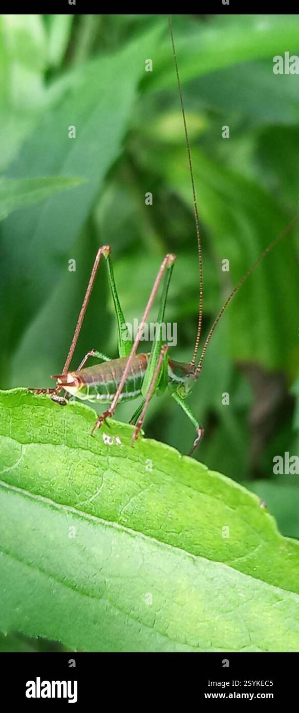 Striped Bush-cricket (Leptophyes albovittata), Insecta, 821 07 ...