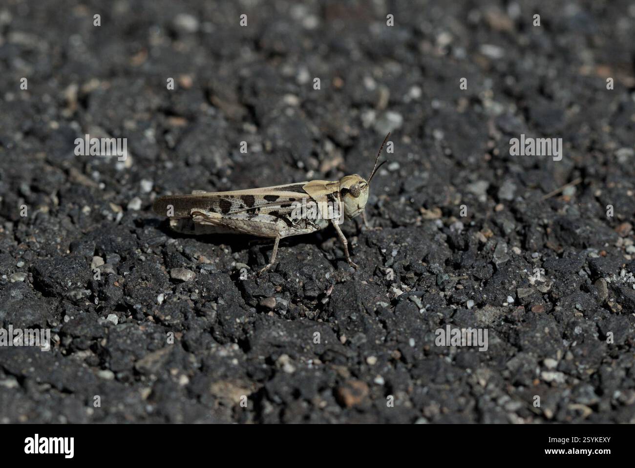 Clear-winged Grasshopper (Camnula pellucida), Insecta, Spokane ...