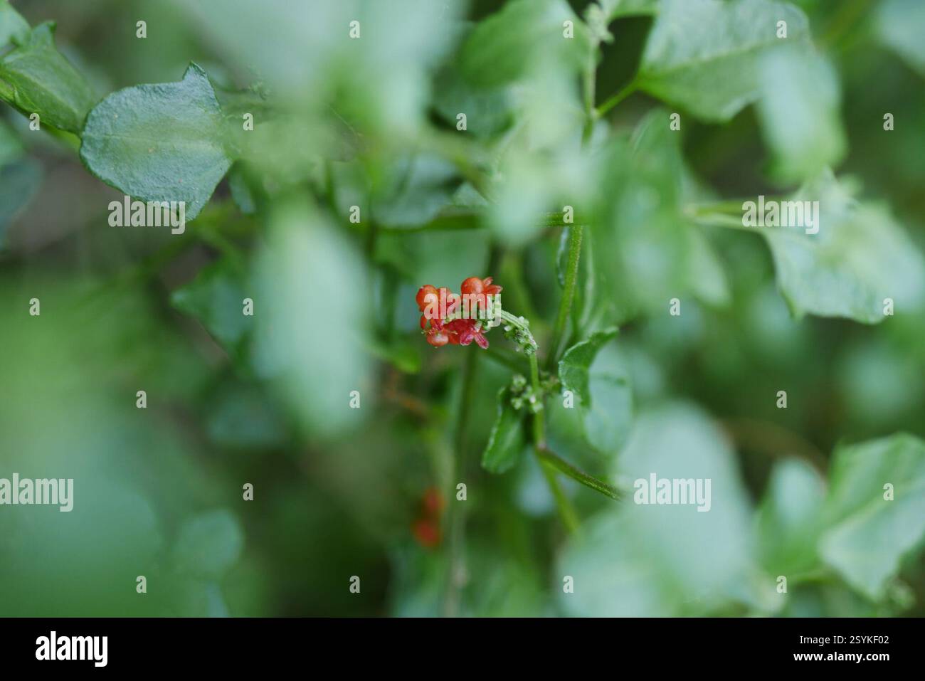 Saloop (Chenopodium robertianum), Plantae, Victoria Point, Queensland ...