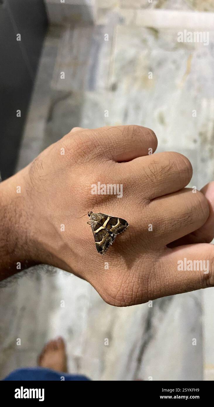 The Geometrician (Grammodes stolida), Insecta, Kokilaben Vyas Marg ...