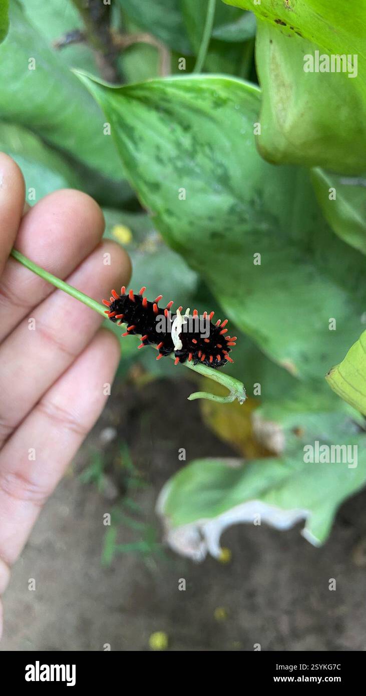 Common Rose Swallowtail (Pachliopta aristolochiae), Insecta, Koteshwar ...