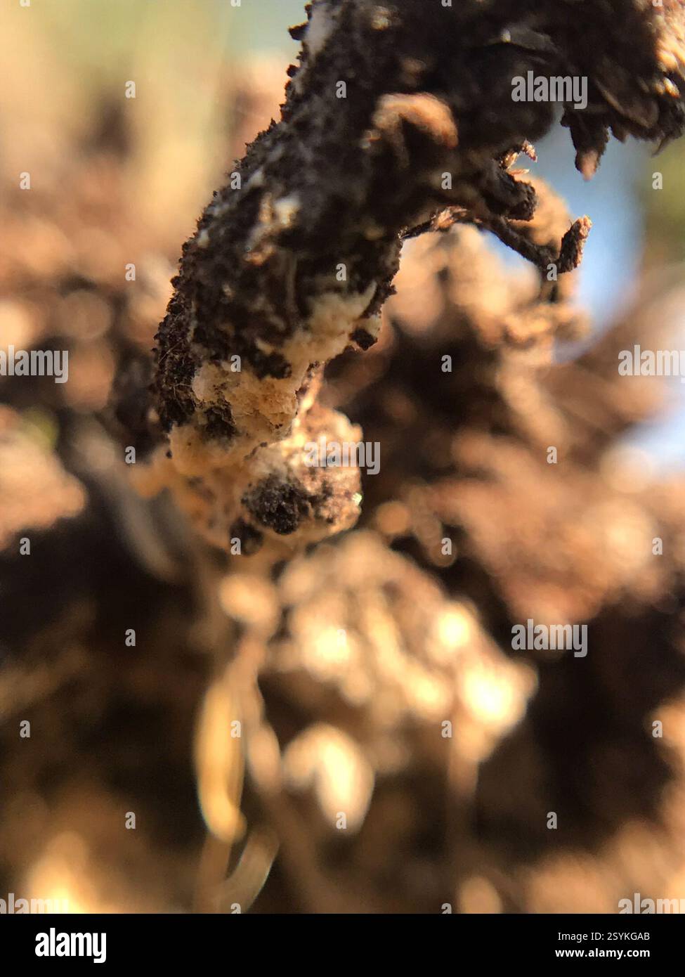 (Ravenelia), Fungi, Santa Fe de la Vera Cruz, Santa Fe, Argentina Stock ...