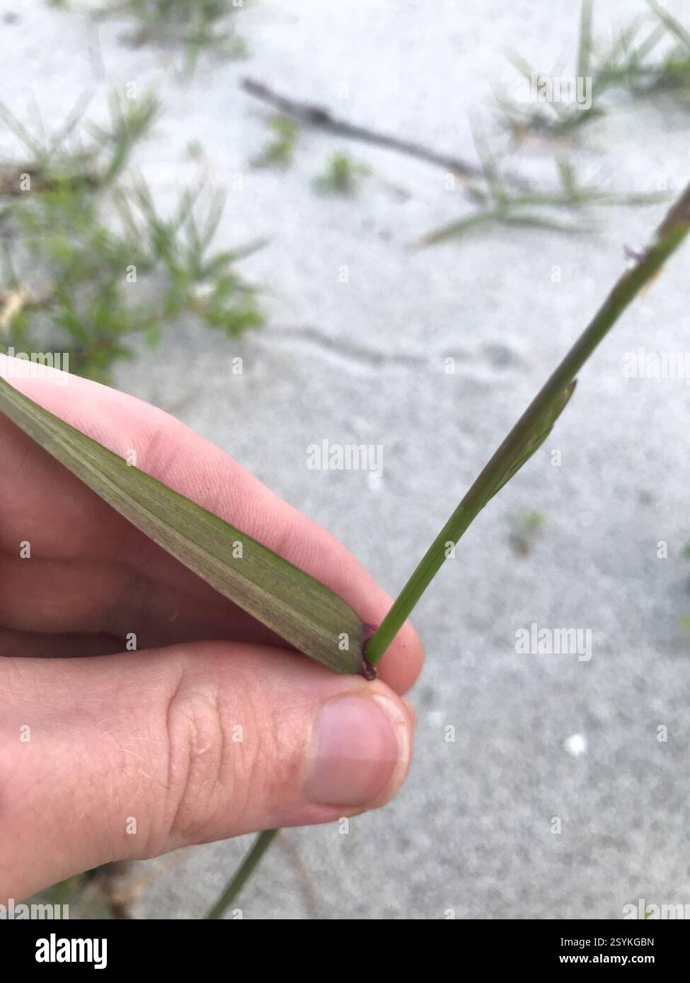 Perennial Ryegrass (Lolium perenne), Plantae, Kamikoshikicho ...