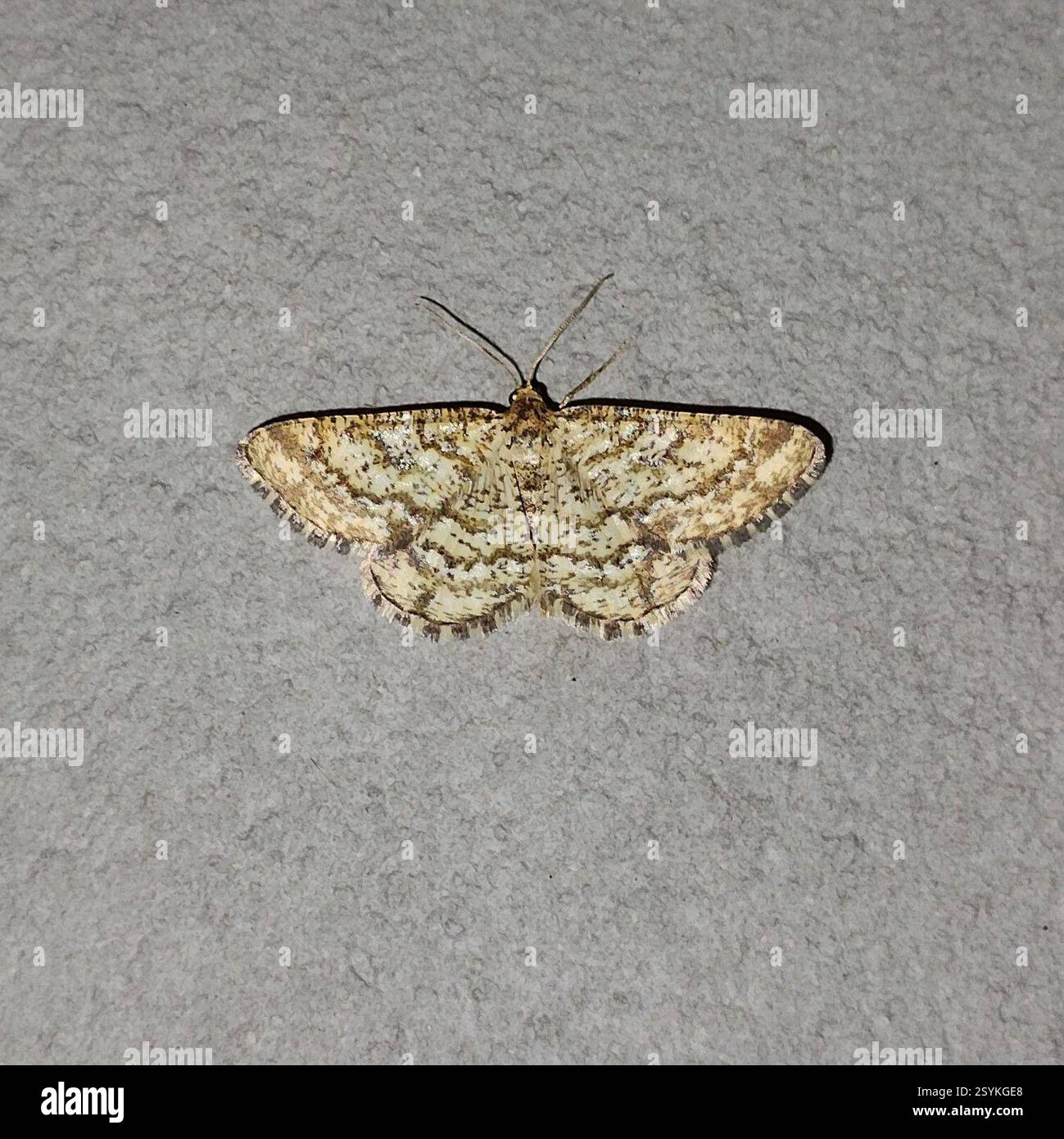 (Heliomata glarearia), Insecta, Kosanin dol, Pancharevo, Bulgaria Stock ...