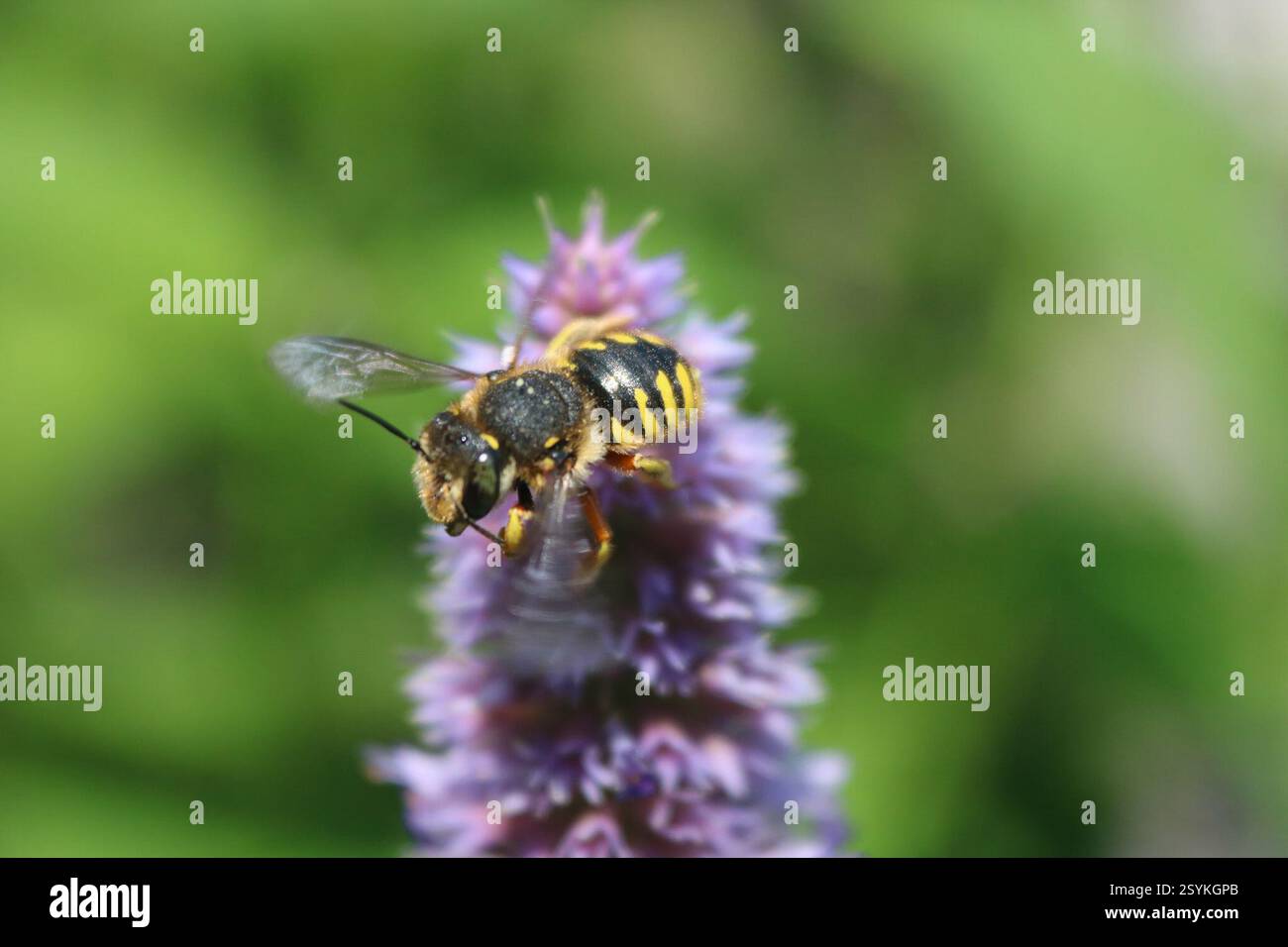 European Woolcarder Bee (Anthidium manicatum), Insecta, FOGS Pollinator ...