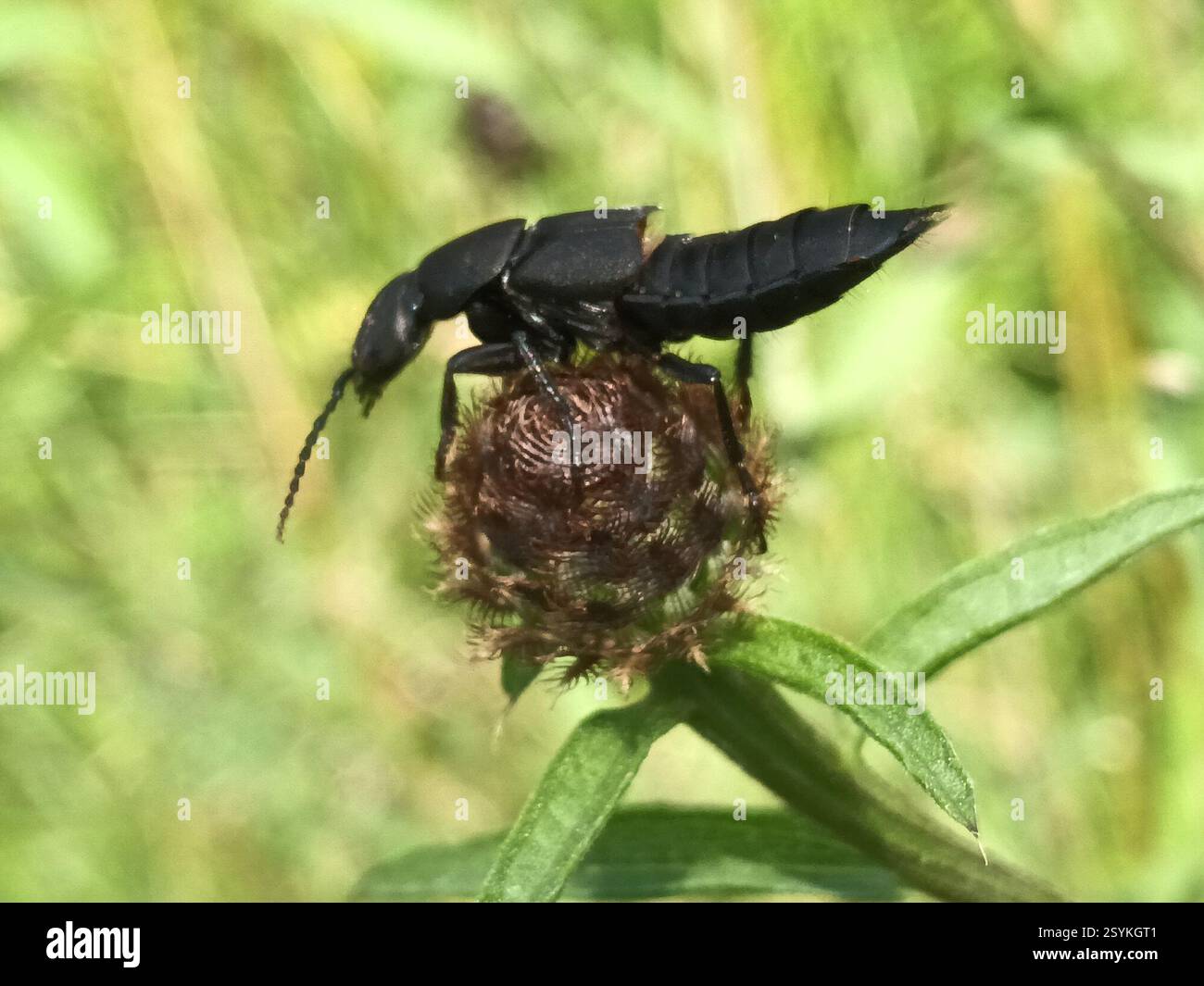 Devil's Coach Horse Beetle (Ocypus olens), Insecta, Brampton, UK Stock ...