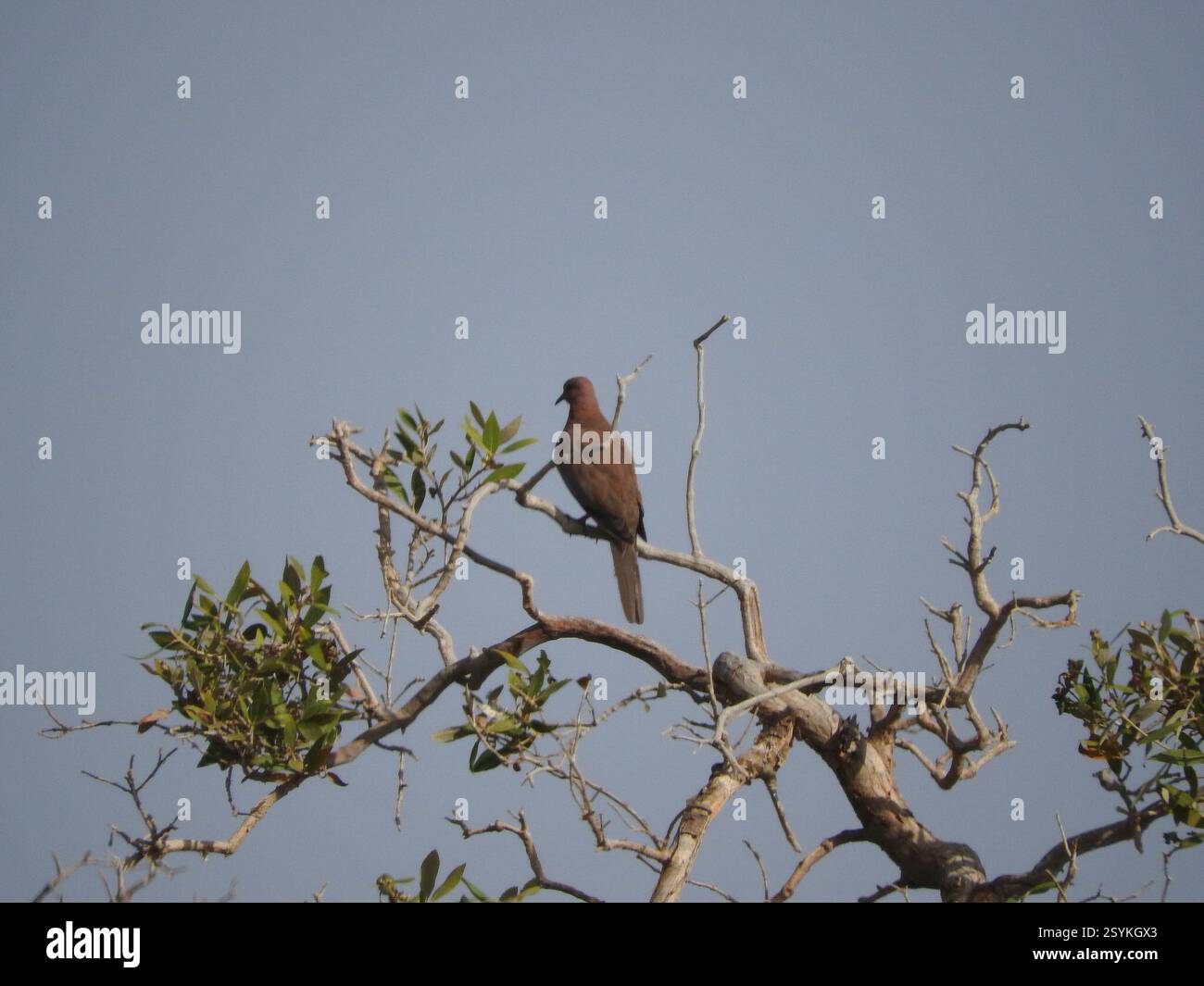 Laughing Dove (Spilopelia senegalensis), Aves, Marsa Alam, Red Sea ...