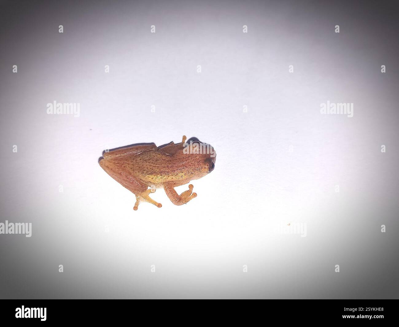 Sanborn's Tree Frog (Dendropsophus sanborni), Amphibia, 55100 Bella ...