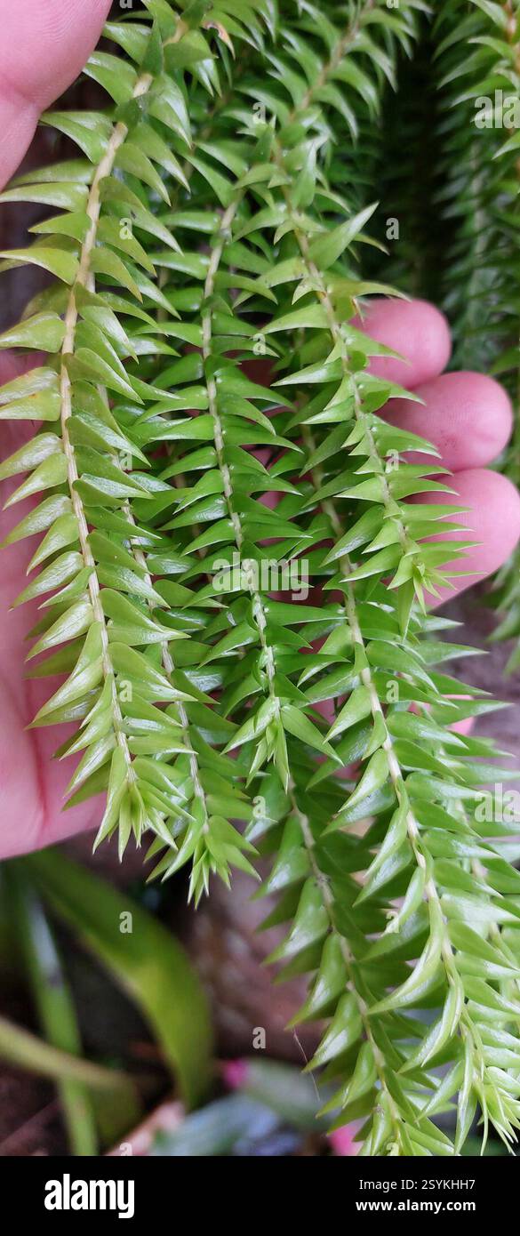 (Phlegmariurus harmsii), Plantae, Queensland, AU, Noted at base of ...