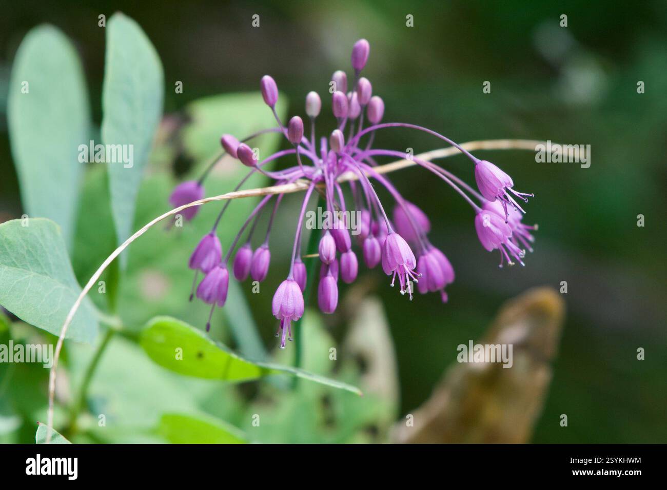 (Allium carinatum pulchellum), Plantae, Plitvice Lakes National Park ...