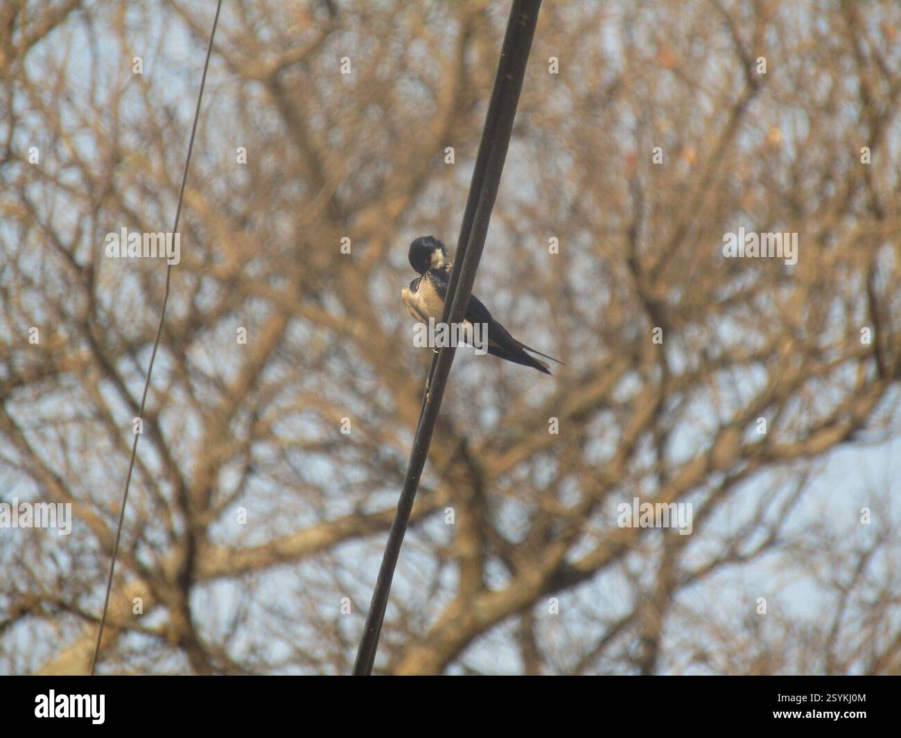 White-throated Swallow (Hirundo albigularis), Aves, De Wagendrift A9 ...