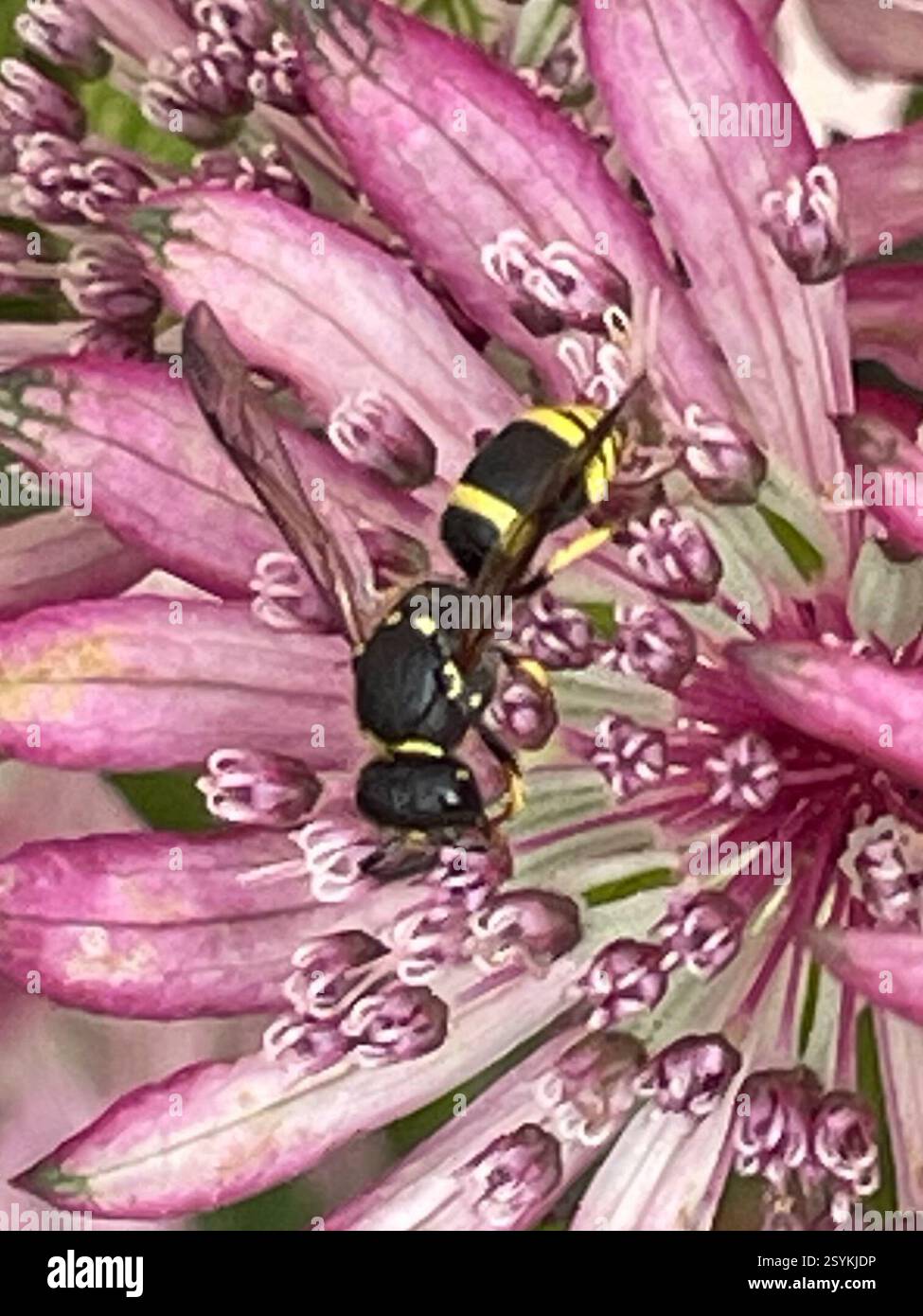European tube wasp (Ancistrocerus gazella), Insecta, Ebenezer St ...