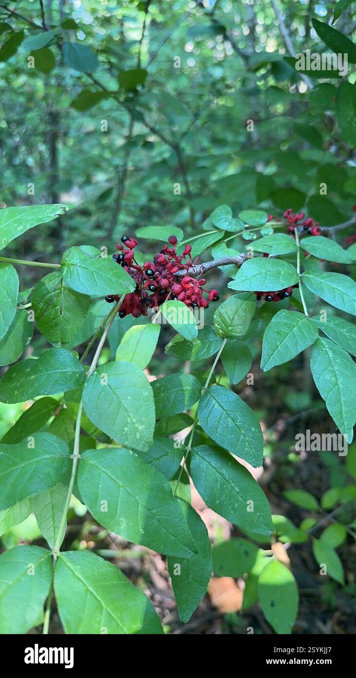 common prickly ash (Zanthoxylum americanum), Plantae, Muskego Stock ...