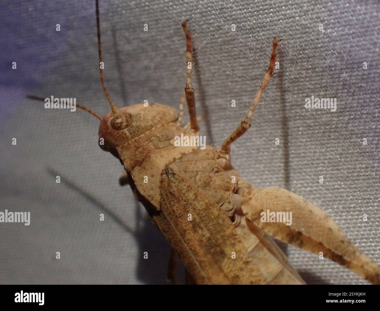 Carolina Grasshopper (Dissosteira carolina), Insecta, Val Marie No. 17 ...