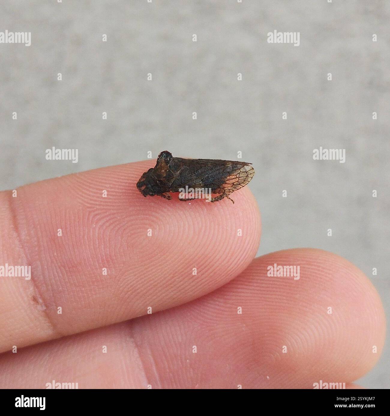 Horned Leafhopper (Ledra aurita), Insecta, Kosanin dol, Pancharevo ...