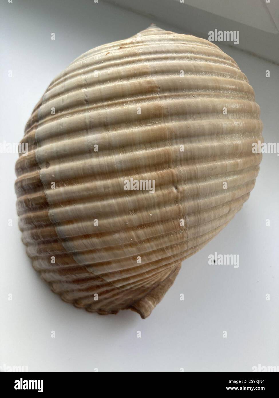 Giant Tun Snail (Tonna galea), Mollusca, Gulf of Cassandra, Sithonia ...