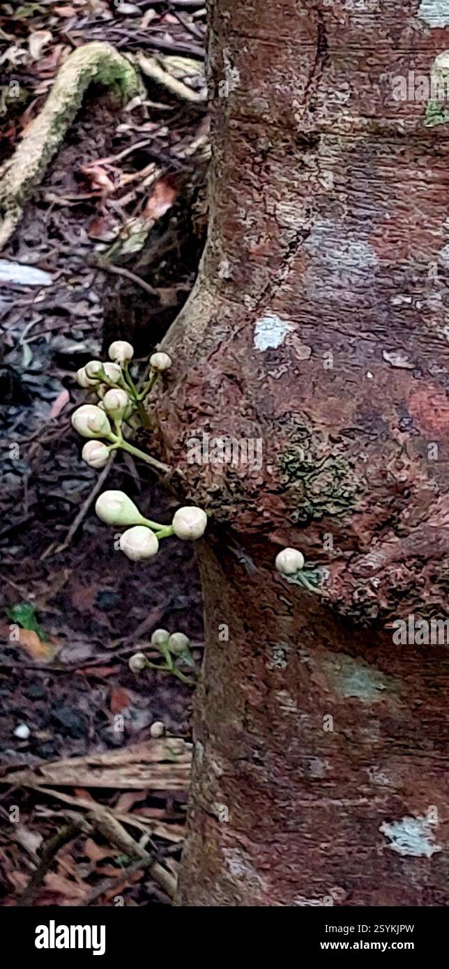 Waterberries (Syzygium), Plantae, Australia, North Queensland, Daintree ...