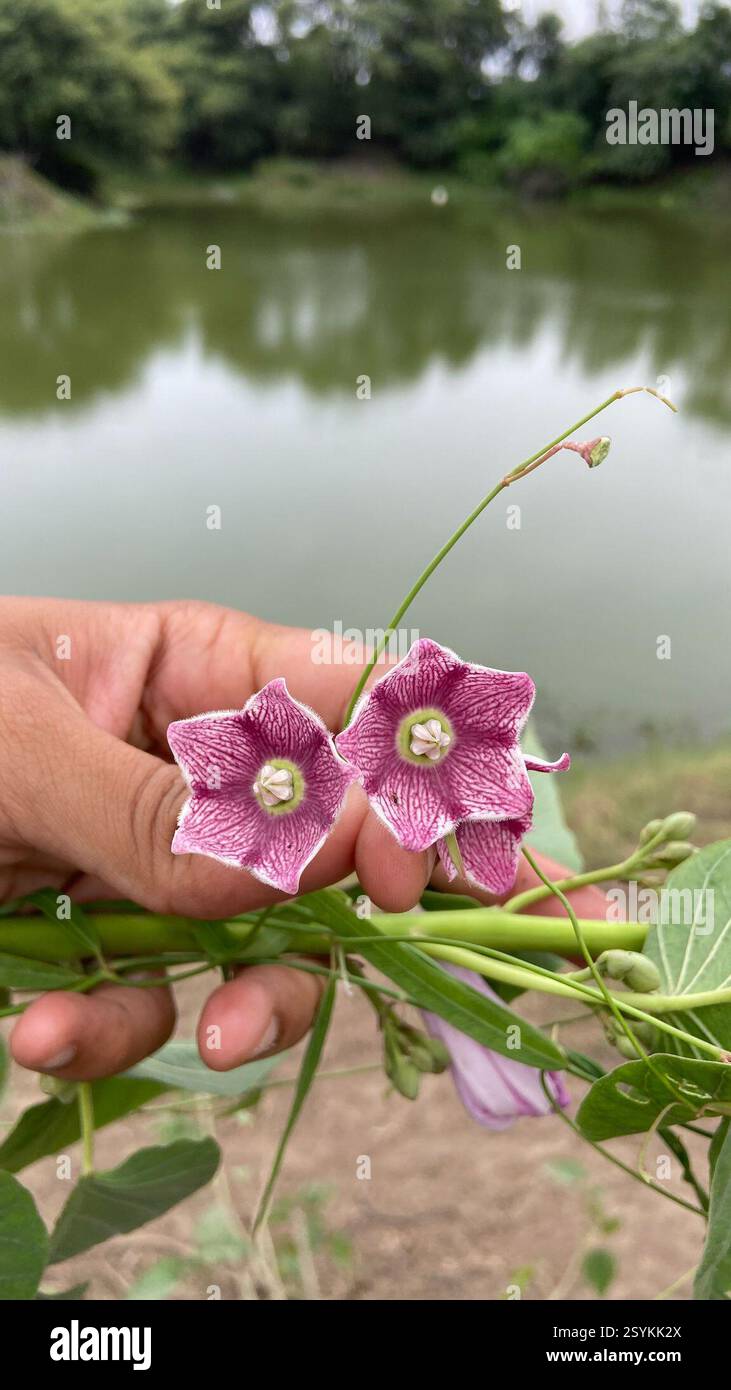 Rosy Milkweed Vine (Oxystelma esculentum), Plantae, Kalol, Gandhinagar ...