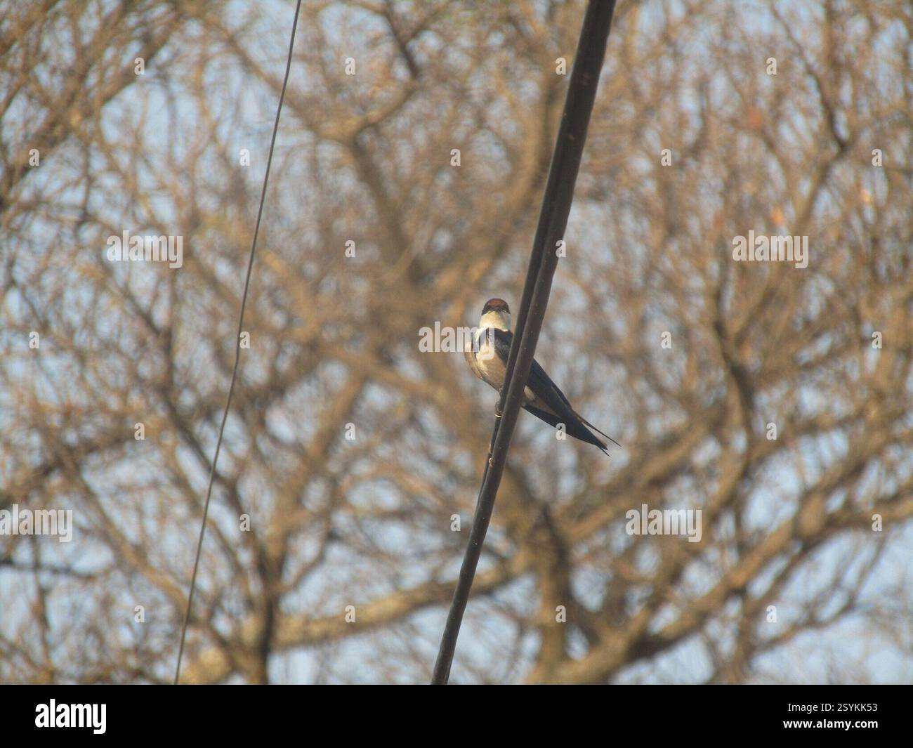 White-throated Swallow (Hirundo albigularis), Aves, De Wagendrift A9 ...