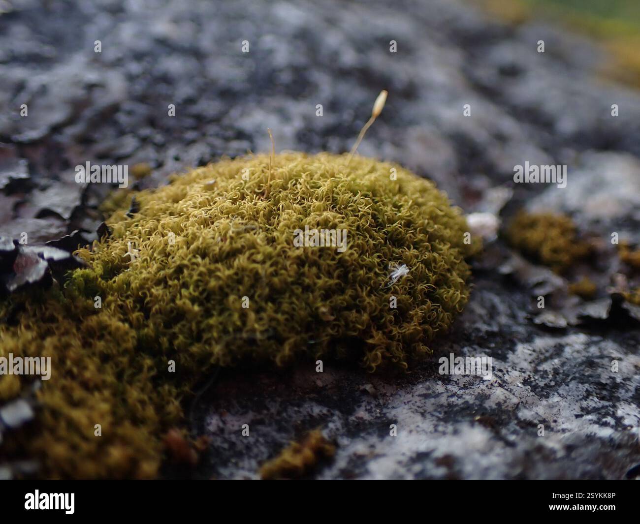 mountain pincushion (Hymenoloma crispulum), Plantae, Capital, BC ...