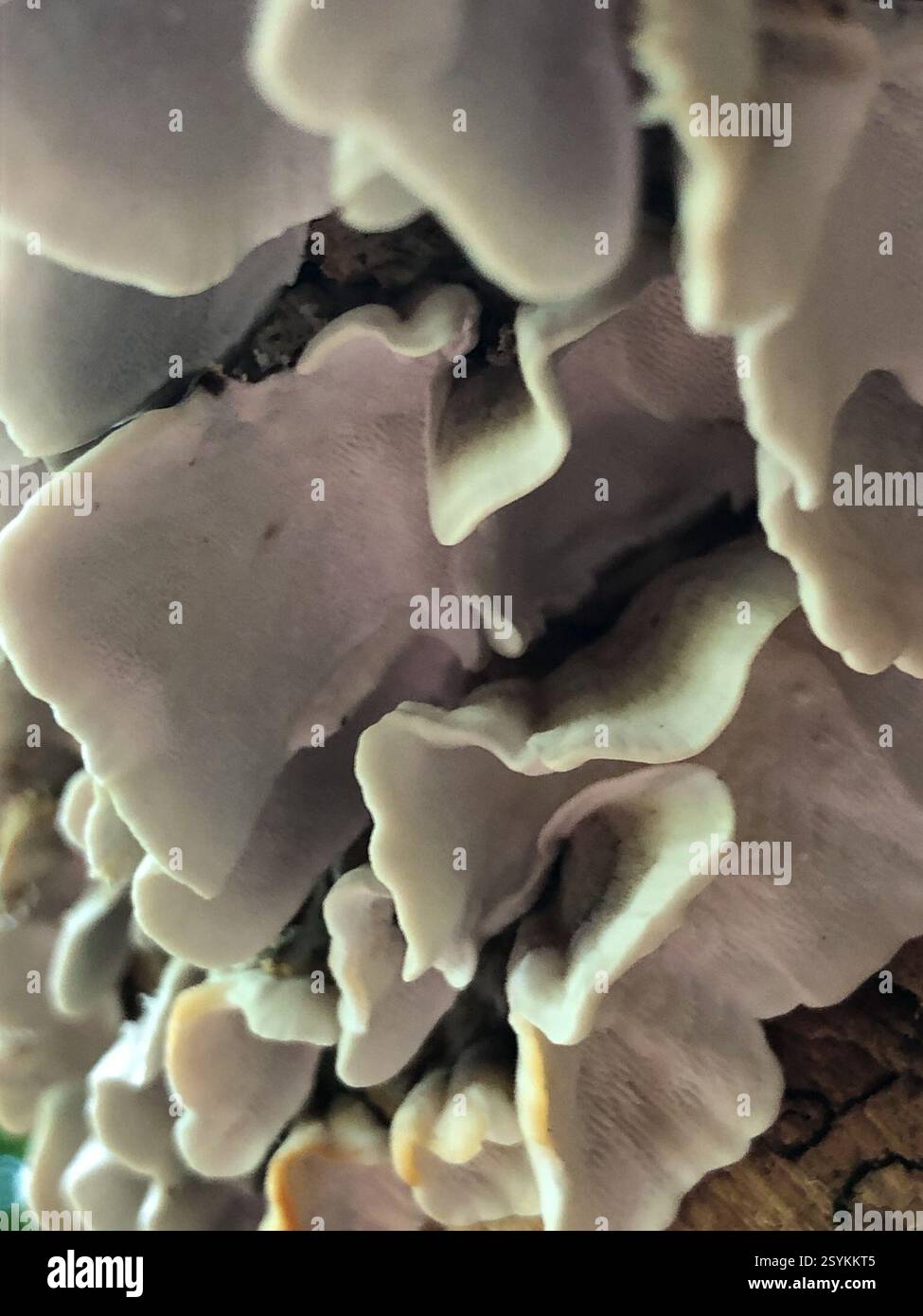 Basidiomycete Fungi (Basidiomycota), Fungi, Pictured Rocks National ...