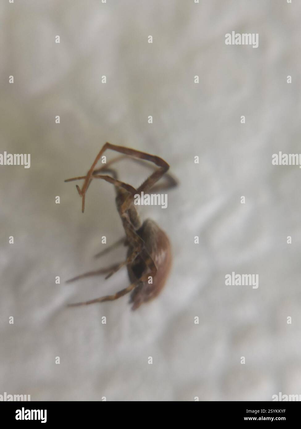 Walckenaer's Feather-legged Spider (Uloborus walckenaerius), Arachnida ...