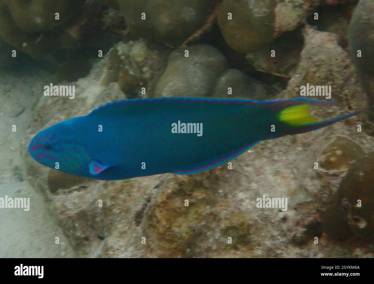 Moon Wrasse (Thalassoma lunare), Actinopterygii, Ko Lipe, Satun ...