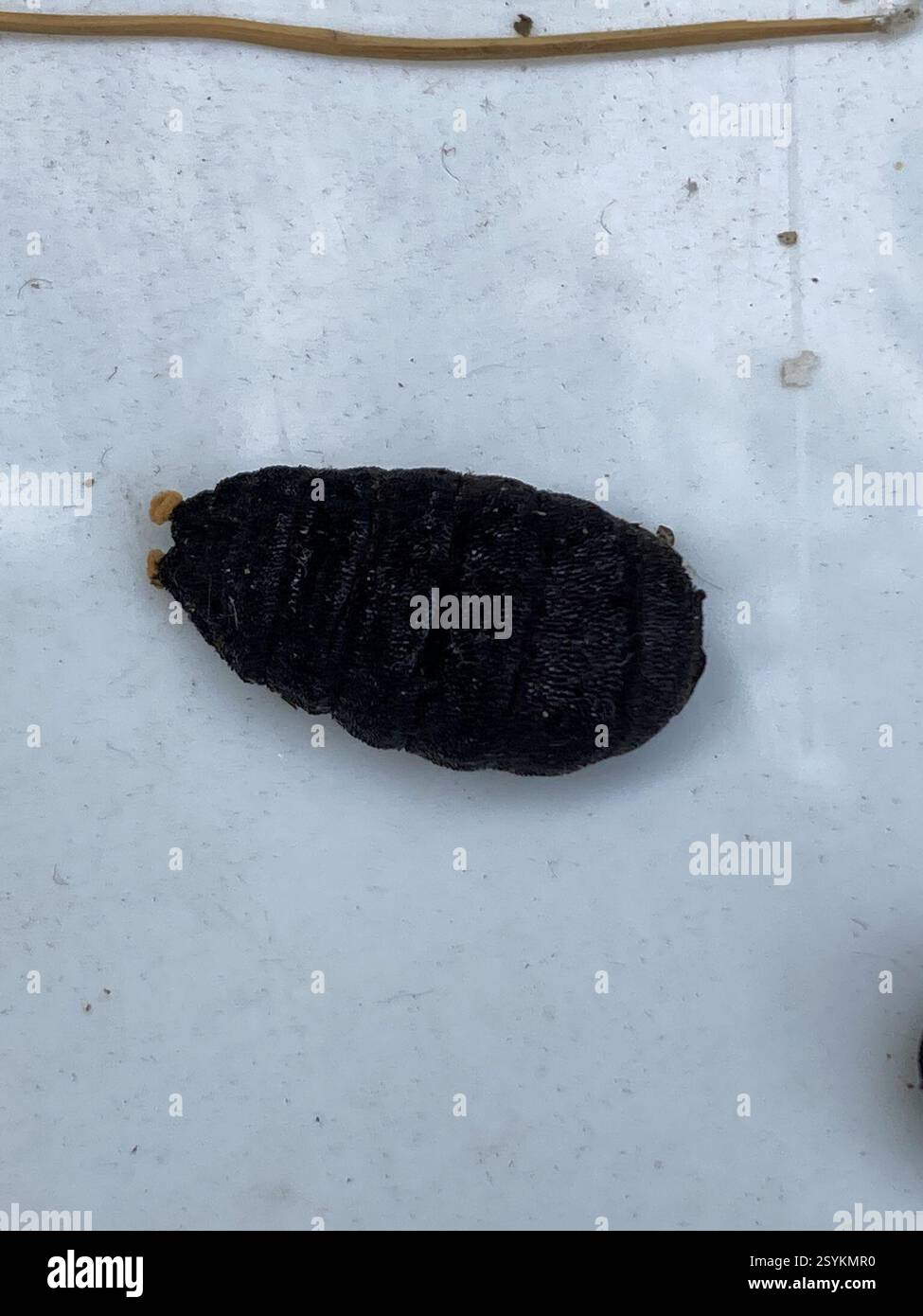 Glire Bot Flies (Cuterebra), Insecta, River Rd, Indianapolis, IN, US ...