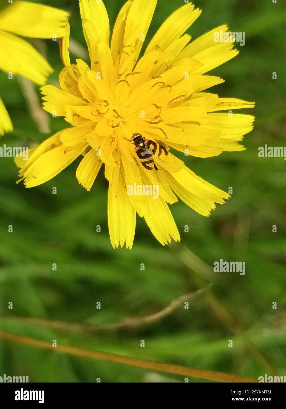 Four-barred Knapweed Gall Fly (Urophora quadrifasciata), Insecta ...