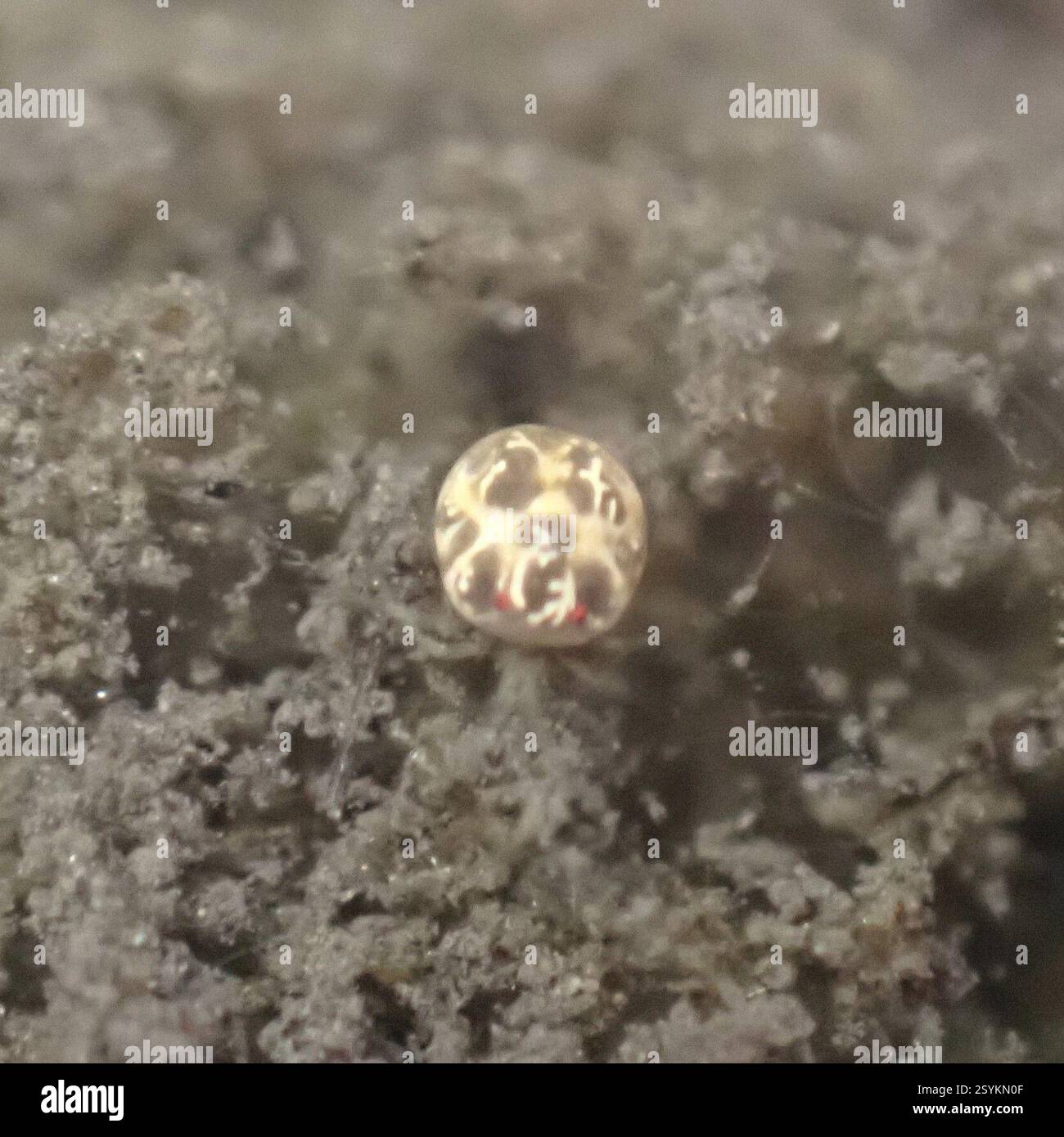 Water Mites (Hydrachnidia), Arachnida, Beckenham BR3, UK Stock Photo ...