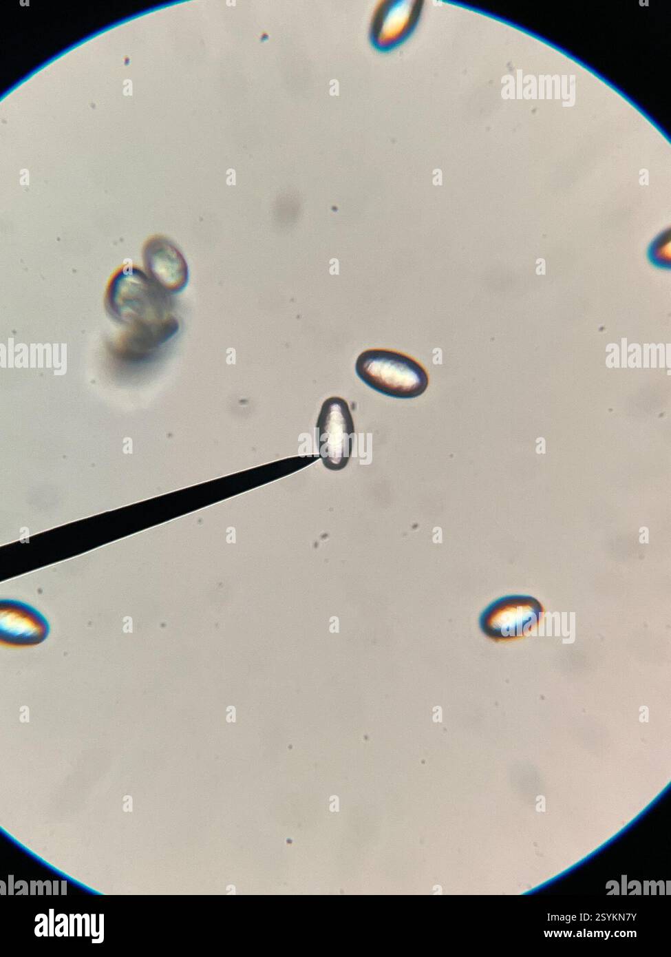 (Golovinomyces monardae), Fungi, California, US, Powdery mildew on my ...