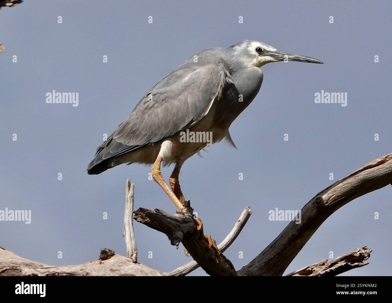 White-faced Heron (Egretta novaehollandiae), Aves, Princess Freeway ...