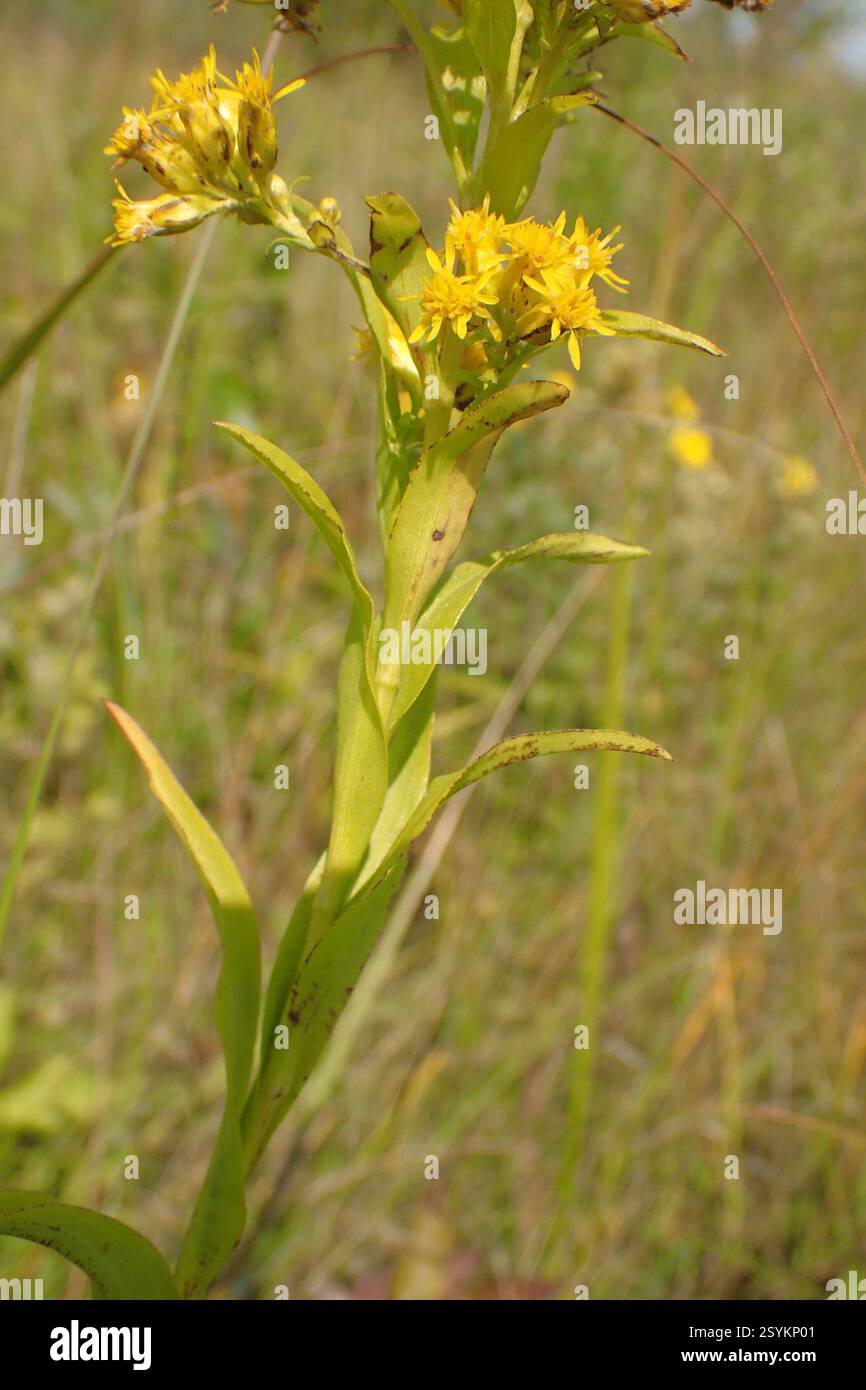 Riddell's goldenrod (Solidago riddellii), Plantae, Stuartburn, MB R0A ...