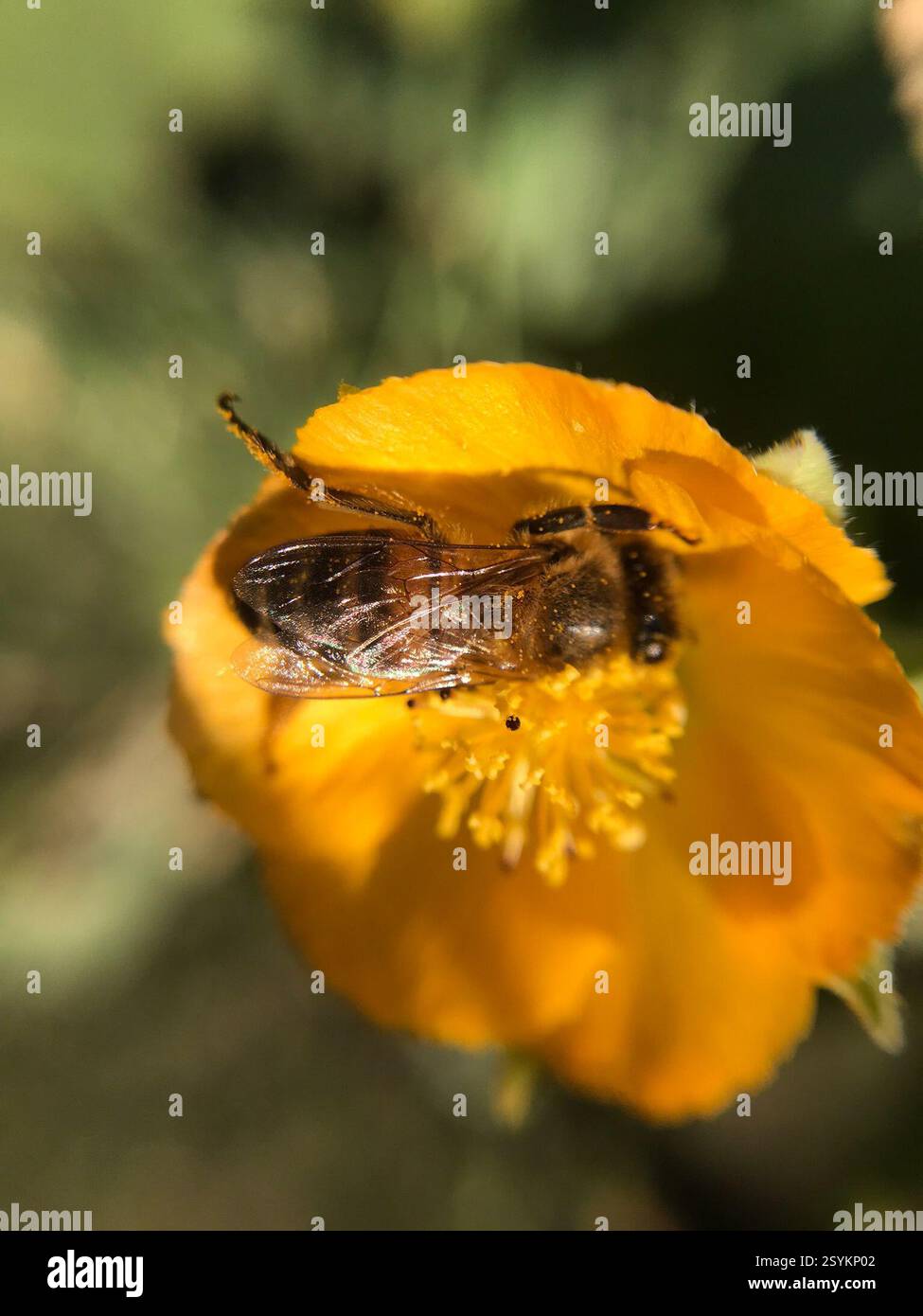 Western Honey Bee (Apis mellifera), Insecta, Santa Fe de la Vera Cruz ...