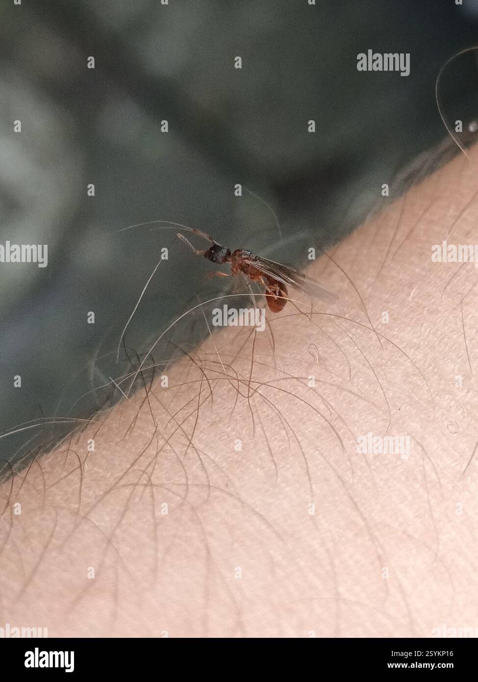 European fire ant (Myrmica rubra), Insecta, Lye, Stourbridge, UK Stock ...