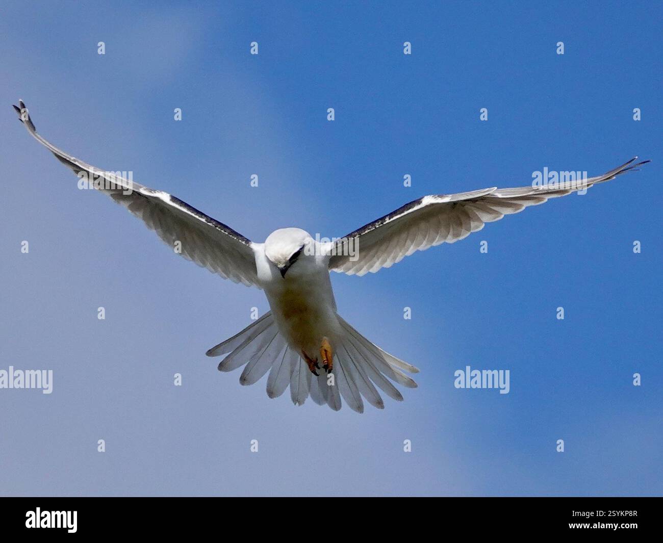 Black-shouldered Kite (Elanus axillaris), Aves, Princess Freeway ...