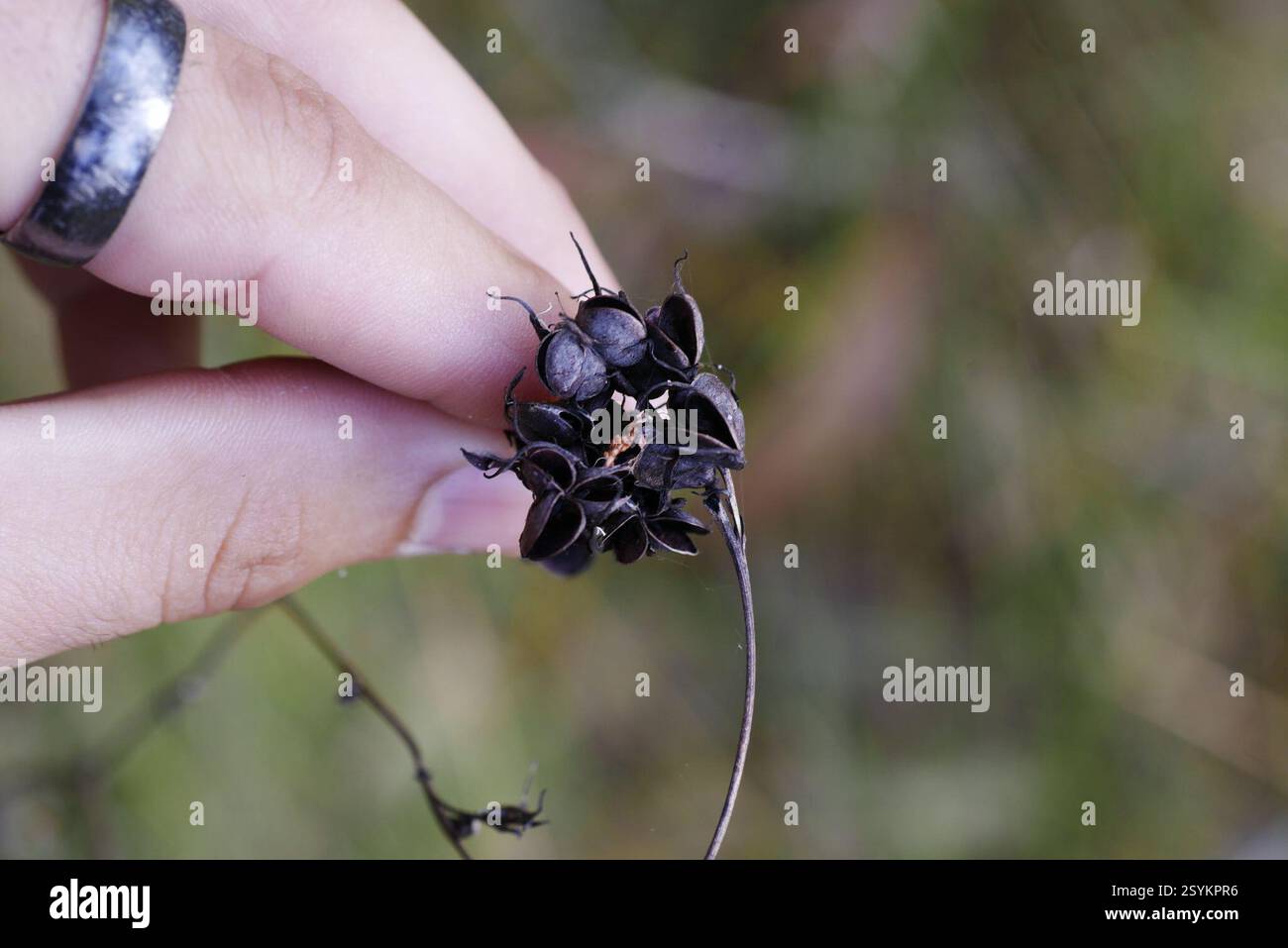 Queensland blood-lily (Haemodorum austroqueenslandicum), Plantae ...