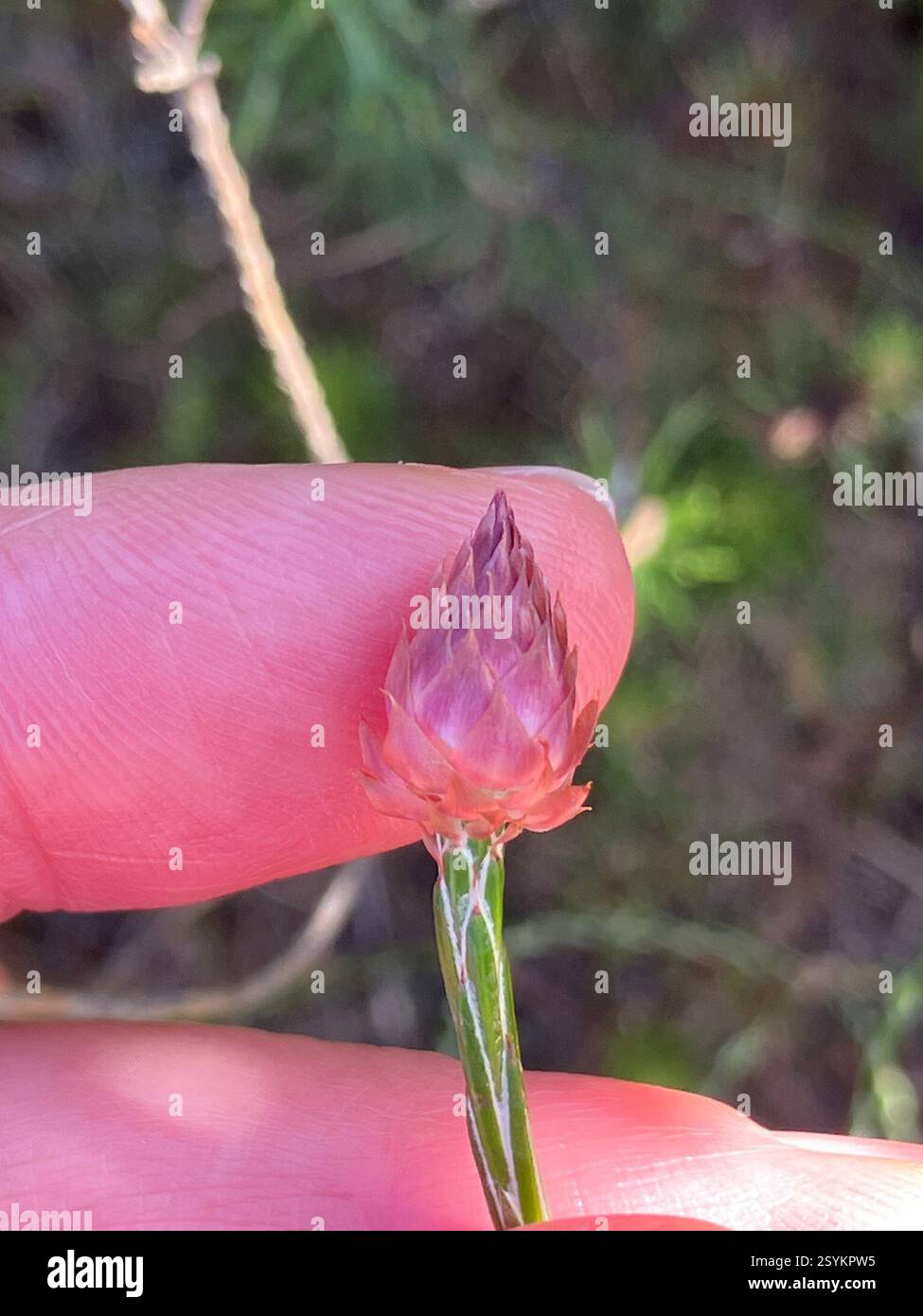 Scaly Sewejaartjies (Edmondia), Plantae, Overberg, ZA-WC, ZA Stock ...