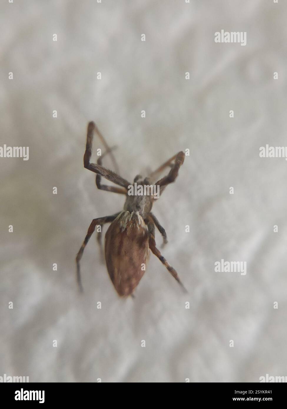Walckenaer's Feather-legged Spider (Uloborus walckenaerius), Arachnida ...