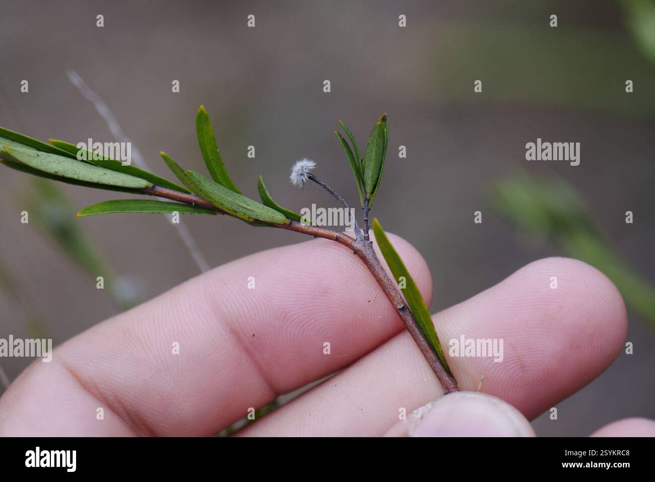 Queen of the Bush (Pimelea linifolia), Plantae, Nathan, Queensland ...