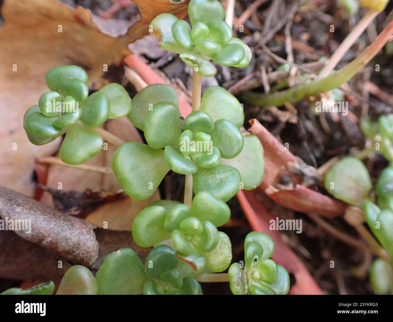 Oregon Stonecrop (Sedum oreganum), Plantae, Bowen Island, BC, Canada ...