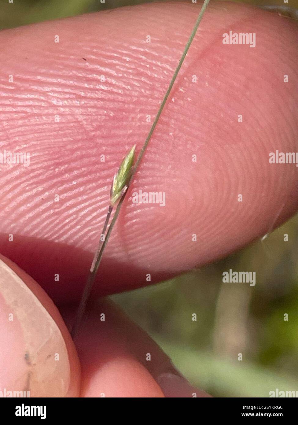 Elliott's lovegrass (Eragrostis elliottii), Plantae, Maple Hill, NC, US ...
