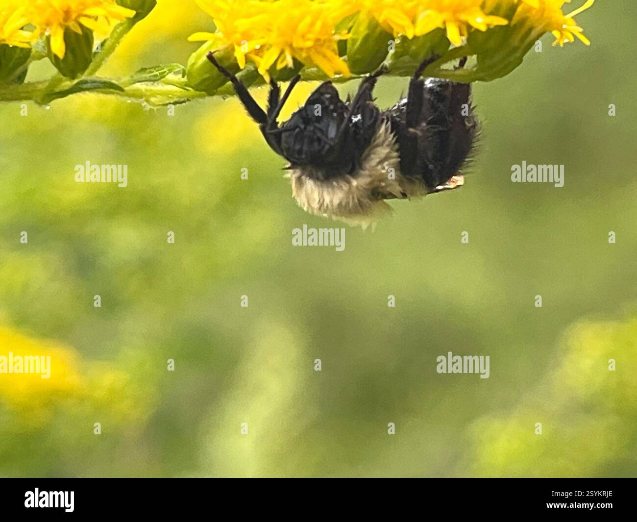 Common Eastern Bumble Bee (Bombus impatiens), Insecta, Bellows Falls ...