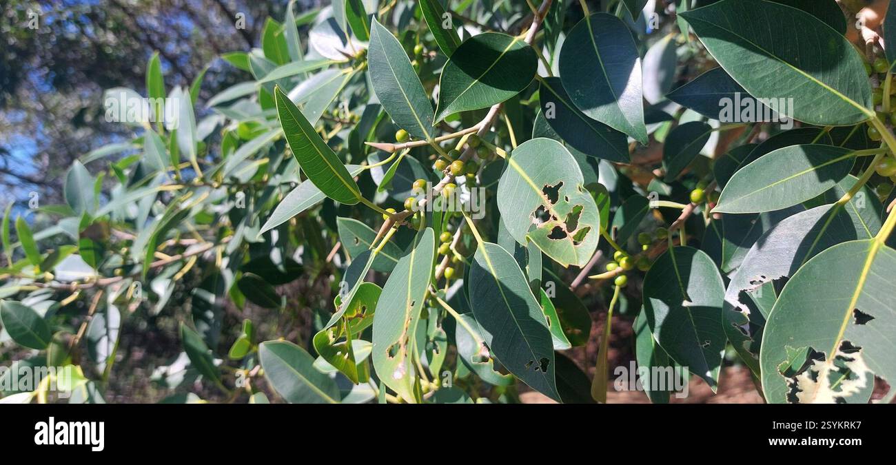 Small-leaved fig (Ficus obliqua), Plantae, Australia, North Queensland ...