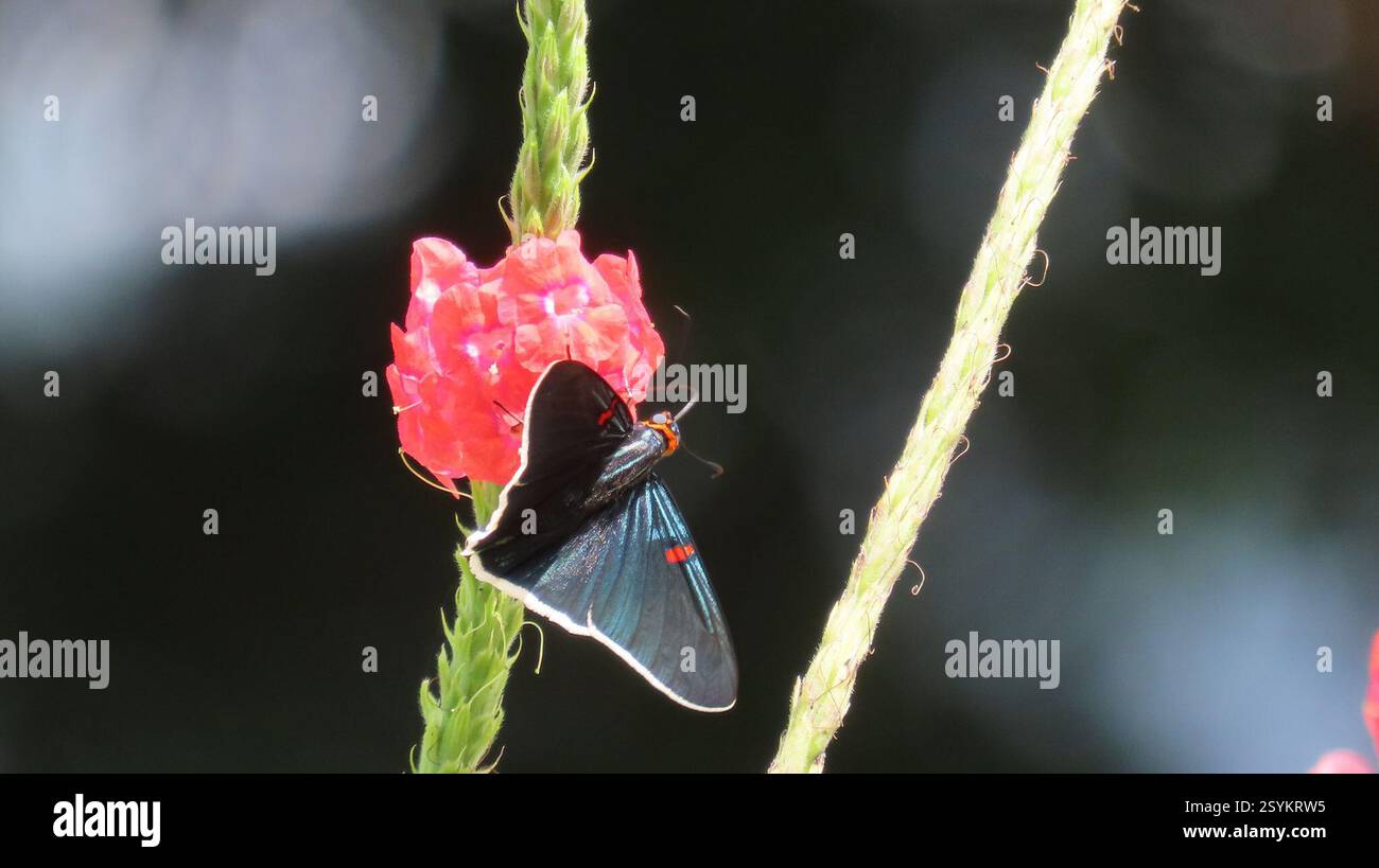 Guava Skipper (Phocides lilea), Insecta, El Zamorano, Honduras Stock ...