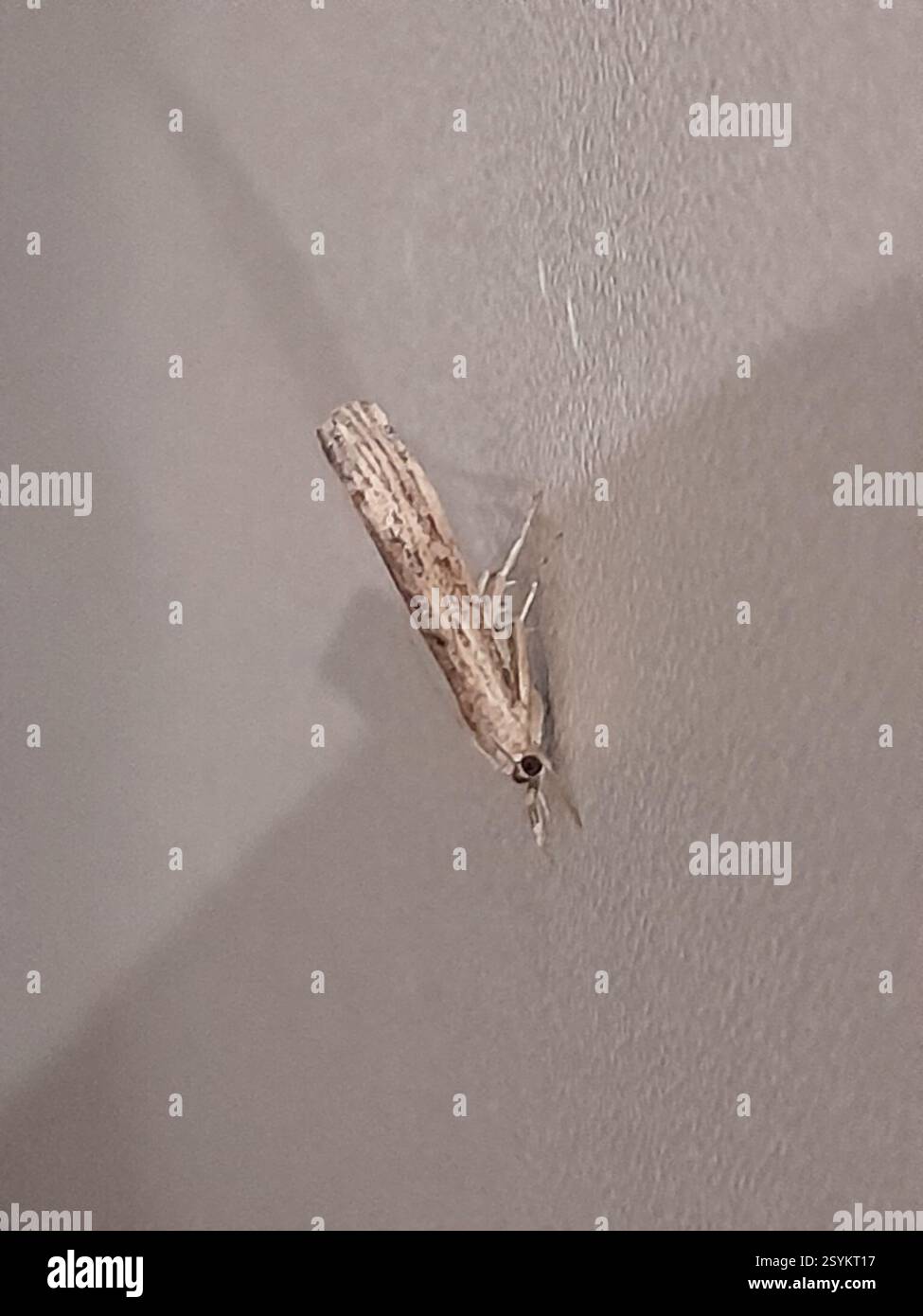 Diamondback Moth (Plutella xylostella), Insecta, Edgemead, Cape Town ...